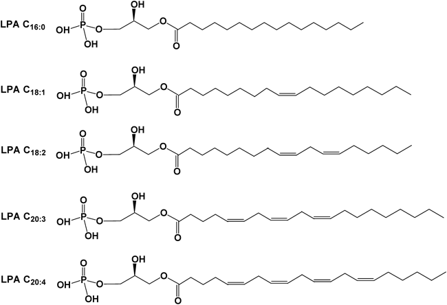 Plant Lysophosphatidic Acids: A Rich Source for Bioactive ...
