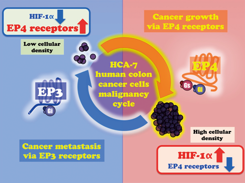 The Roles of EP4 Prostanoid Receptors in Cancer Malignancy Signaling
