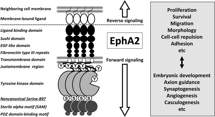 Emerging and Diverse Functions of the EphA2 Noncanonical Pathway in ...