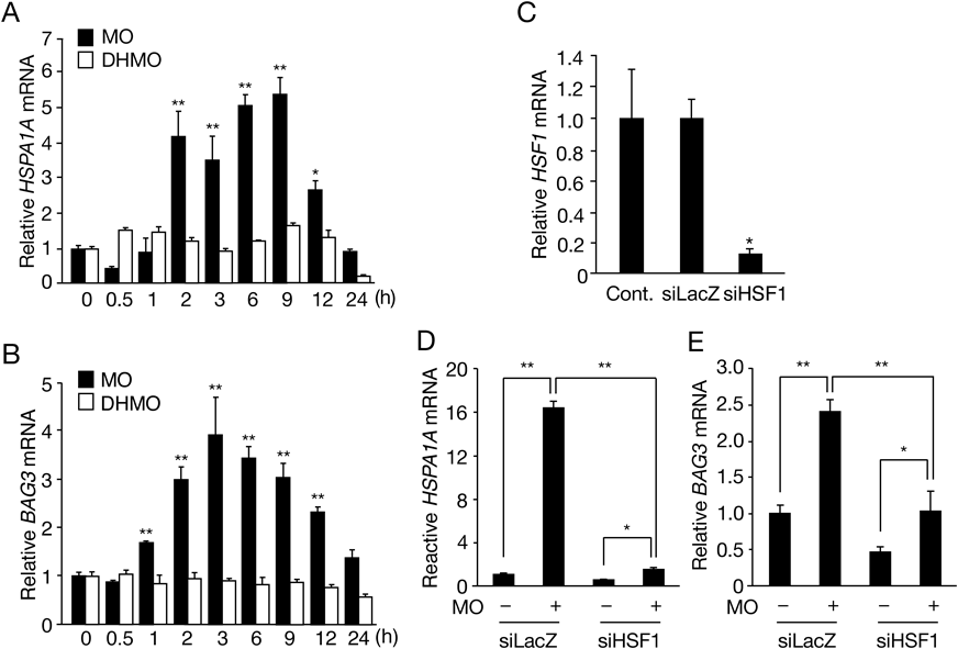 Activation of HSP90/HSF1 Signaling as an Adaptive Response to an ...