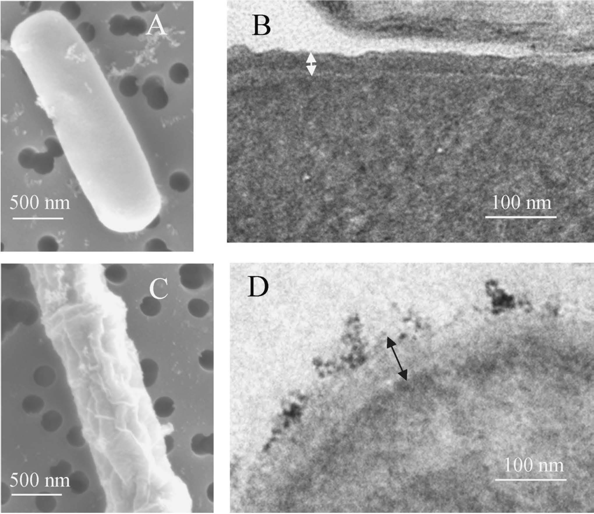 Antibacterial Effects of Monoglycerol Fatty Acid Esters and Sucrose ...